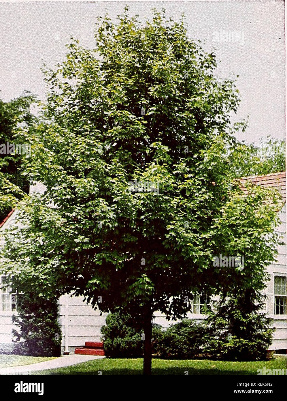 Columnar maple hi-res stock photography and images - Alamy