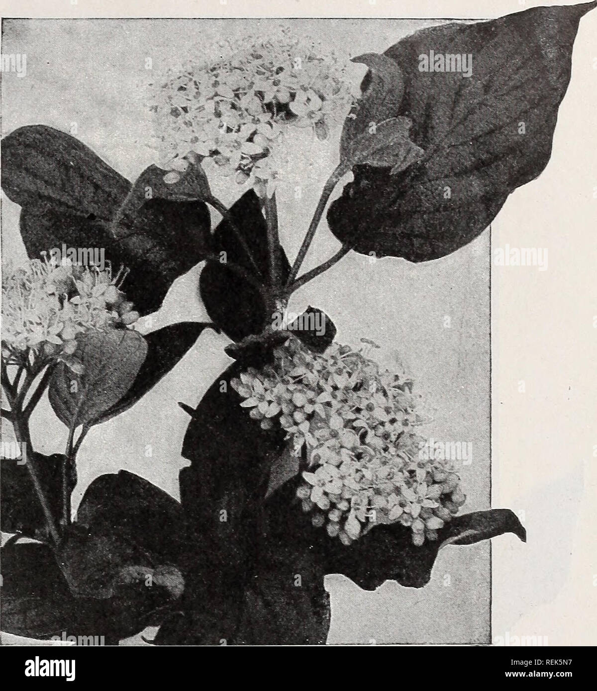 Golden twigged dogwood hi-res stock photography and images - Alamy