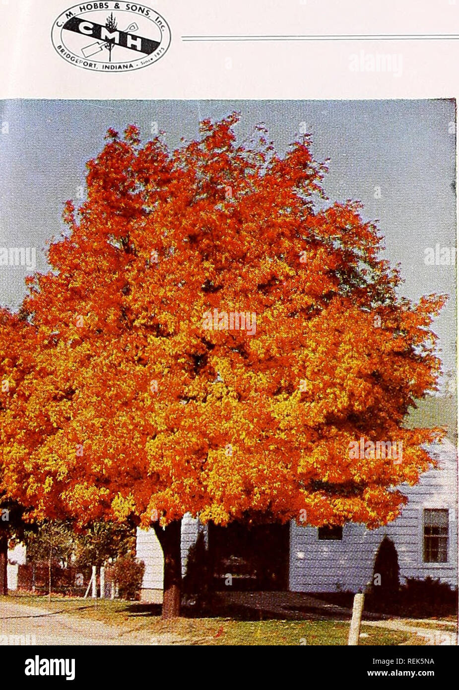 Medium height trees hi-res stock photography and images - Alamy