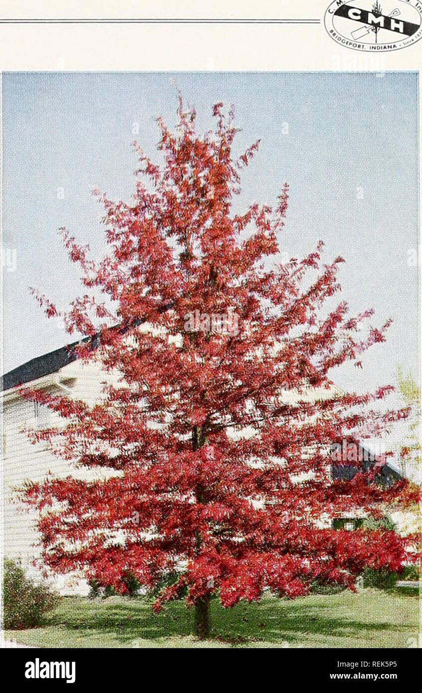 Thick tree with purple flowers hi-res stock photography and images - Alamy