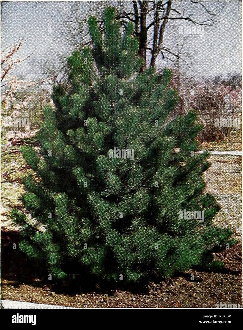 Specimen plantings hi-res stock photography and images - Alamy