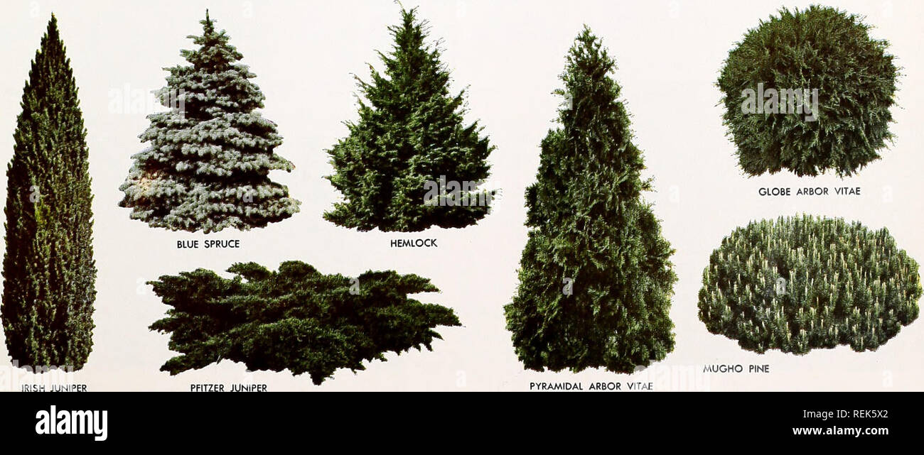 . C. M. Hobbs & Sons. Nurseries Horticulture Catalogs; Evergreens ...