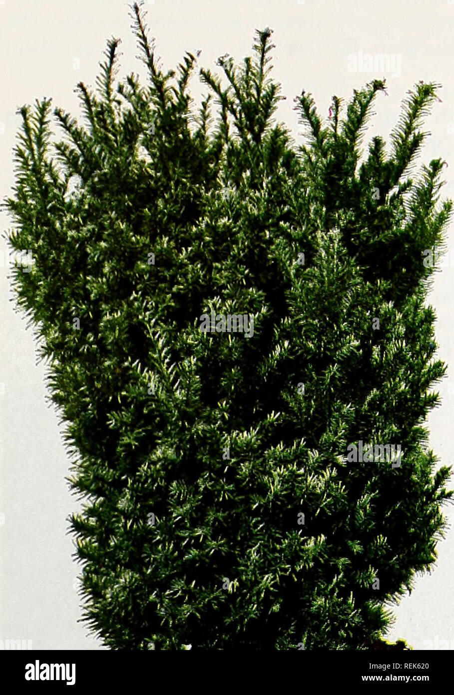 Taxus brevifolia hi-res stock photography and images - Alamy
