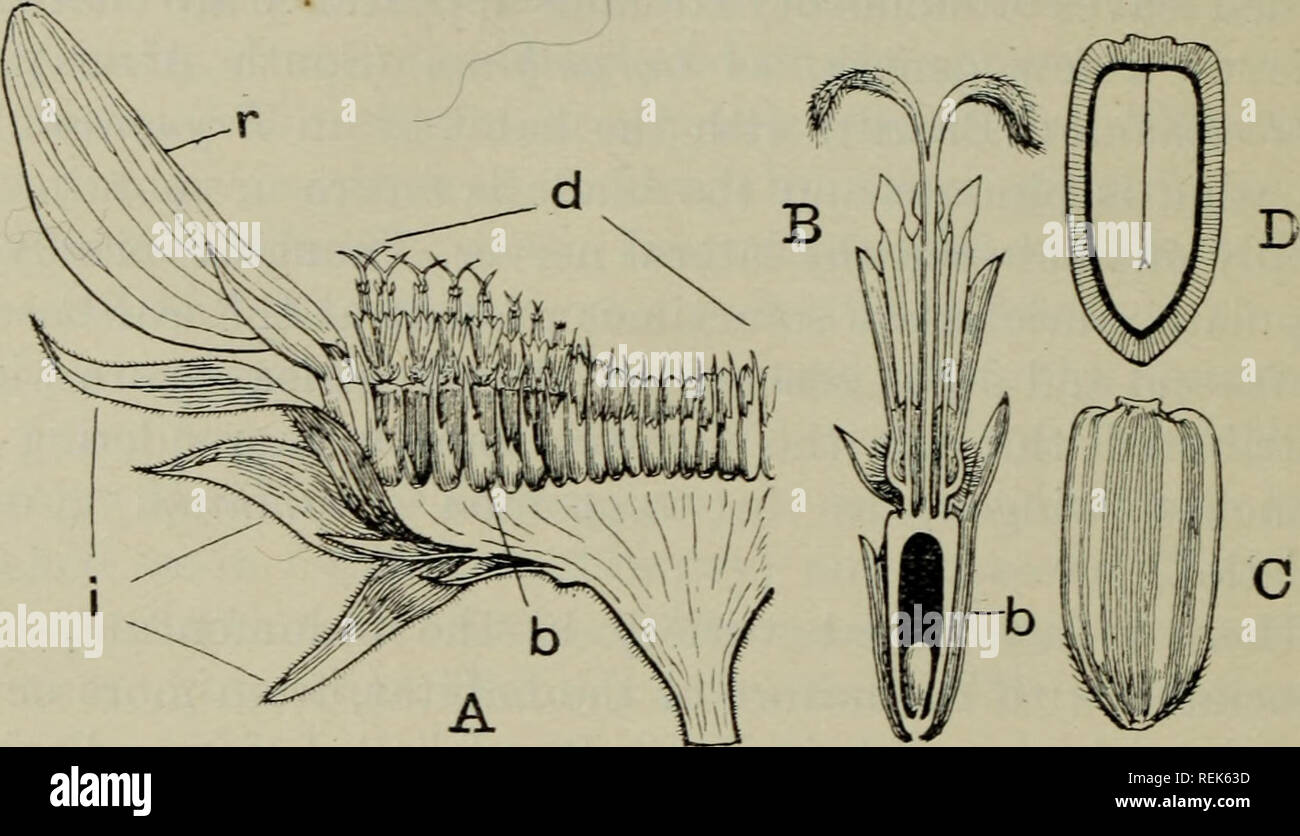 . The classification of flowering plants. Plants. 590 FLOWERING PLANTS ...