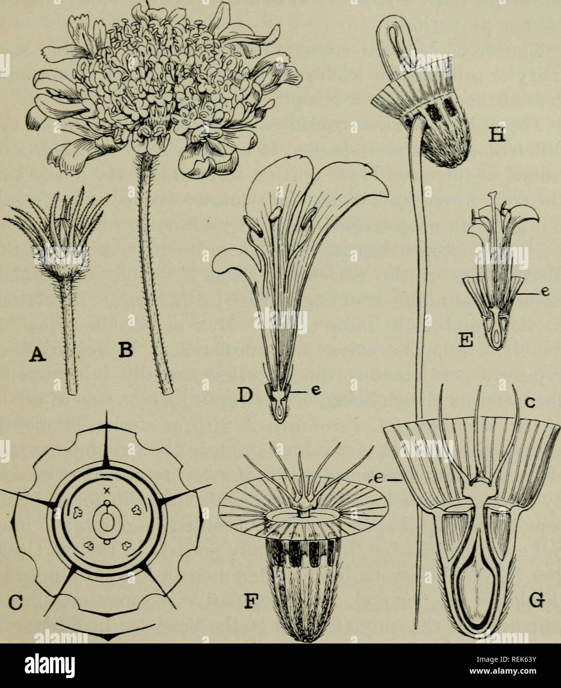 . The classification of flowering plants. Plants. DIPSACACEAE 573 ...