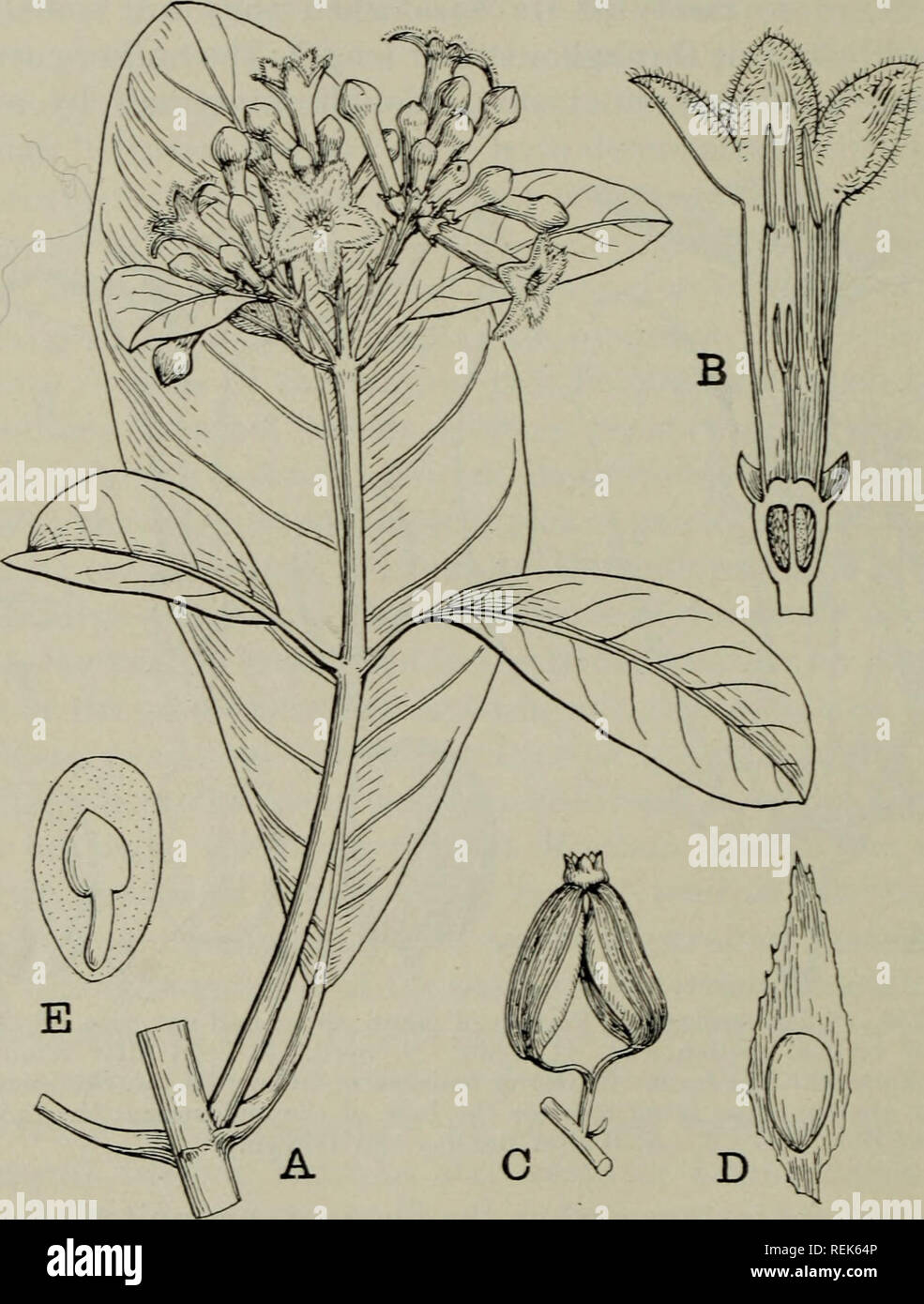 Cinchona flowering plants hi-res stock photography and images - Alamy