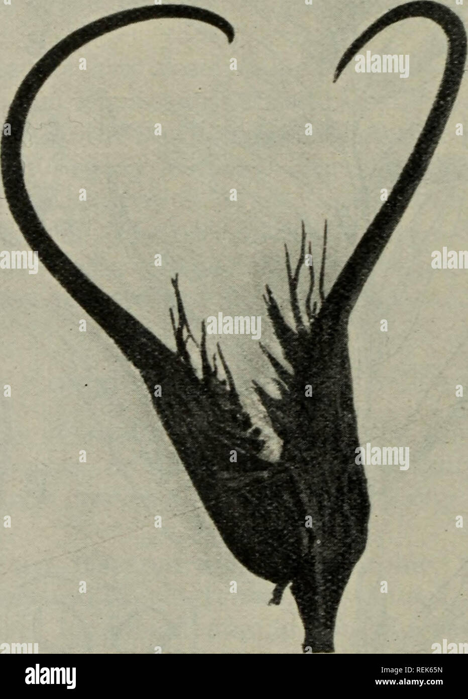 Long curved flowering plants hi-res stock photography and images - Alamy