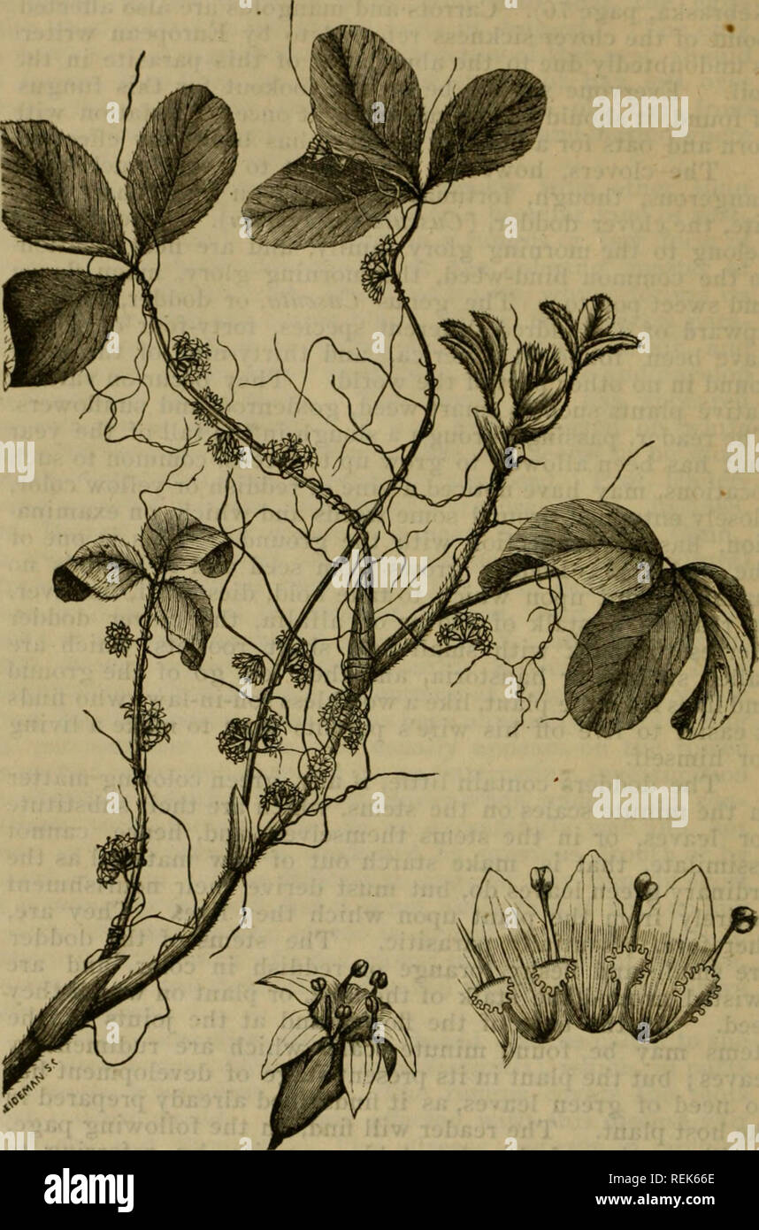 Booksubjectcloverf hi-res stock photography and images - Alamy