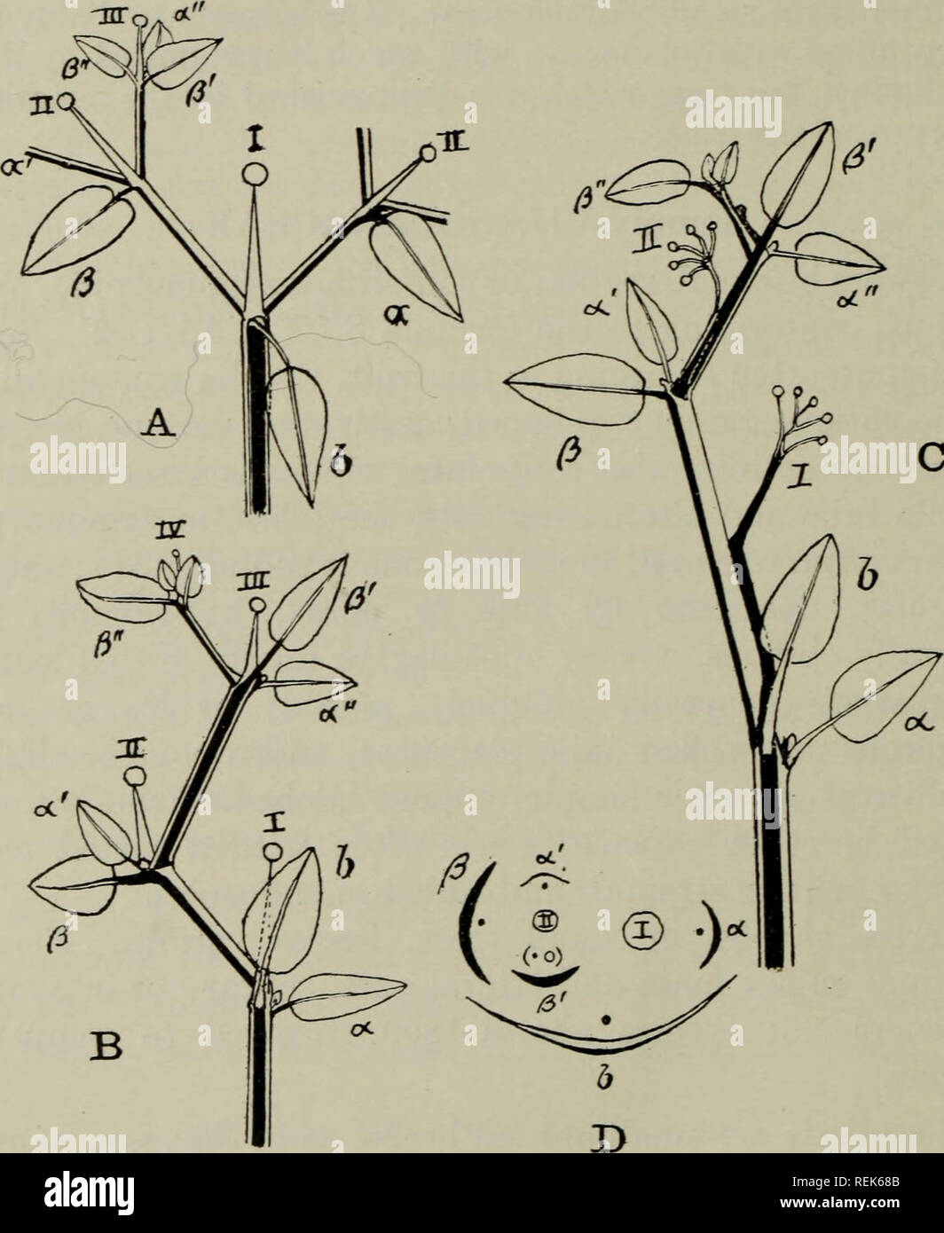 . The classification of flowering plants. Plants. 516 FLOWERING PLANTS ...