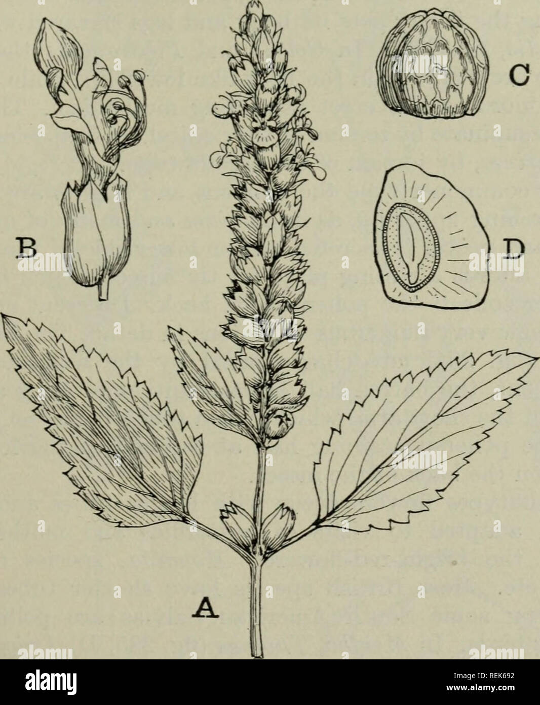 Coleus shoot hi-res stock photography and images - Alamy