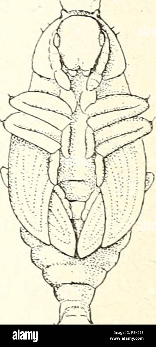 . The clover root-borer (Hylastinus obscurus Marsham). Roots (Botany ...