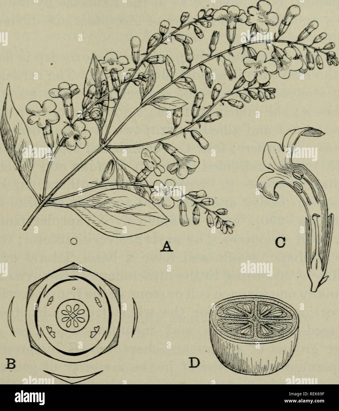 . The classification of flowering plants. Plants. VERBENACEAE 503 more ...
