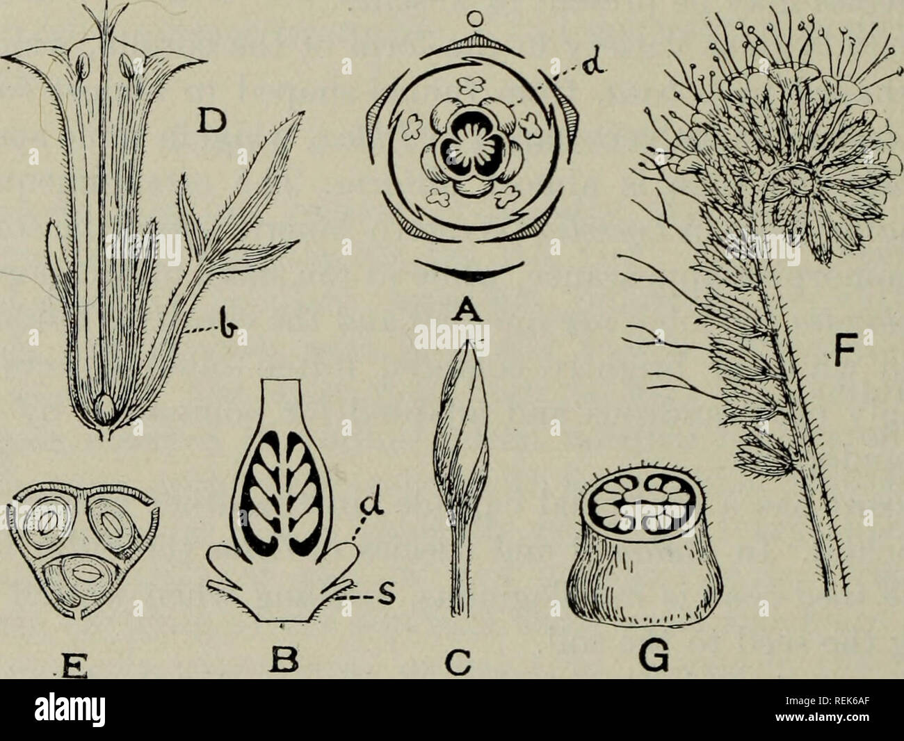 Simpler flowering structure hi-res stock photography and images - Alamy