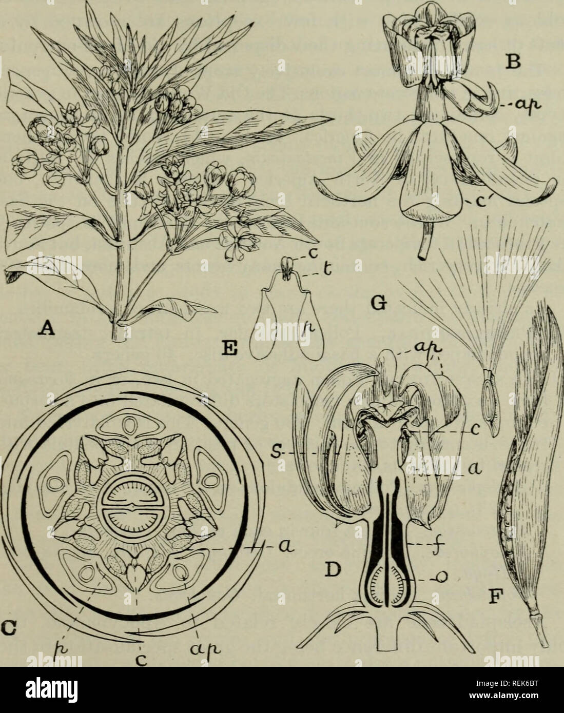 . The classification of flowering plants. Plants. ASCLEPIADACEAE 477 ...