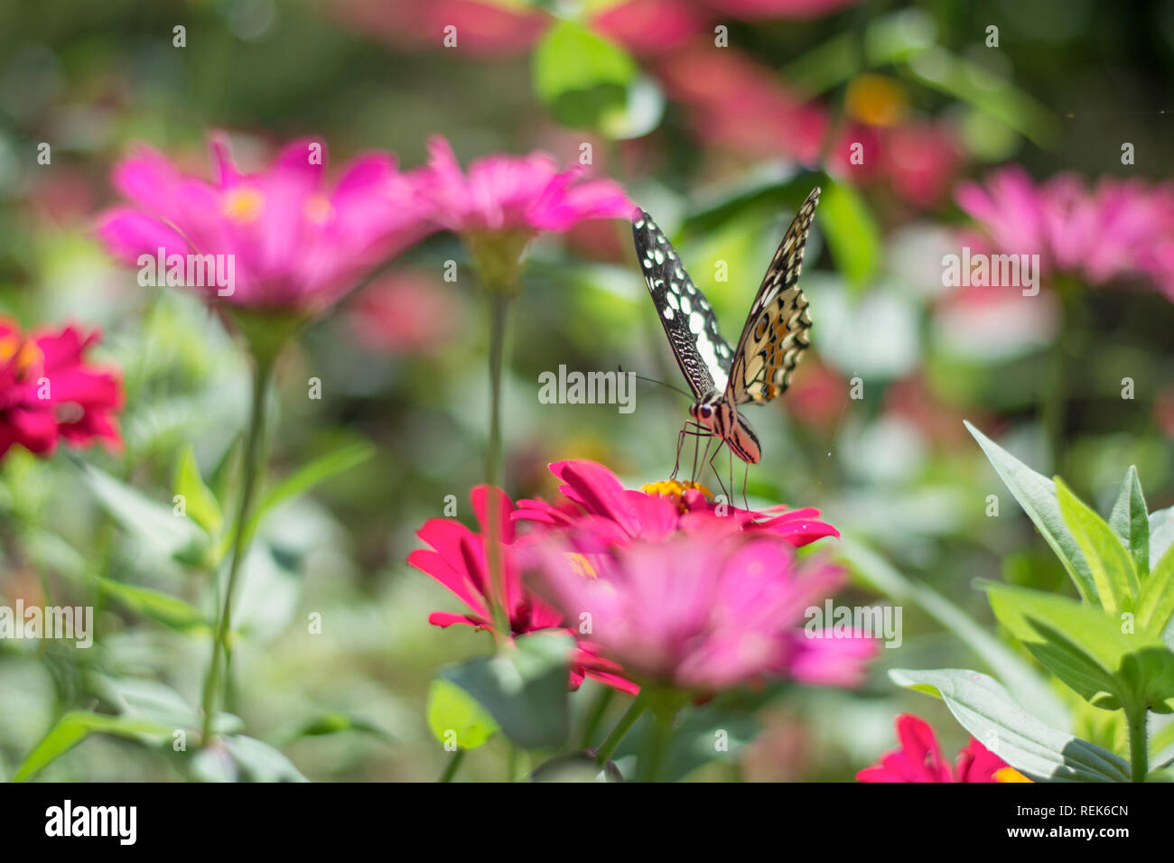 Butterfly in the flower garden Stock Photo - Alamy