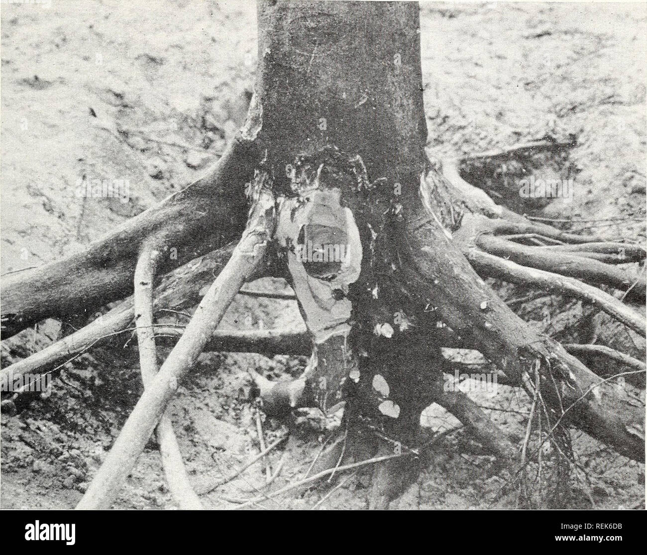 Tree root diseases hi-res stock photography and images - Alamy