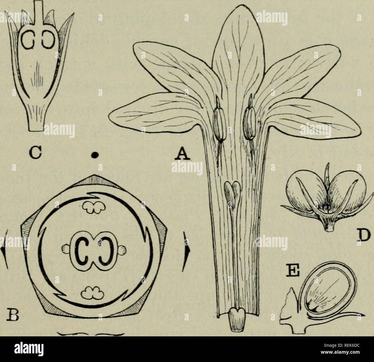 . The classification of flowering plants. Plants. OLEACEAE 457 sepal is ...