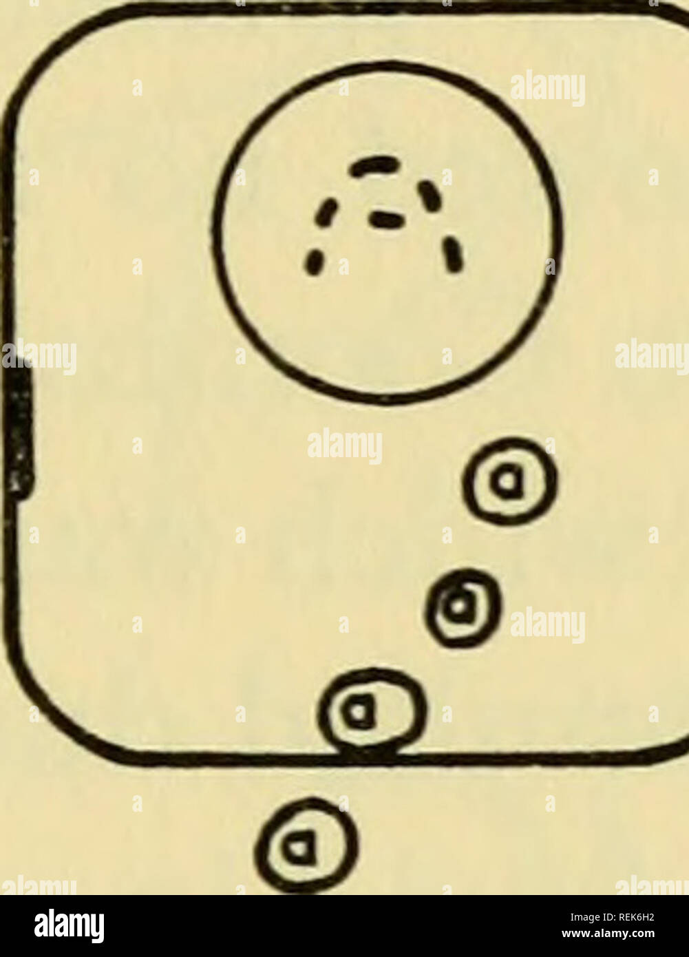 . The clonal selection theory of acquired immunity. Immunity; Cells ...