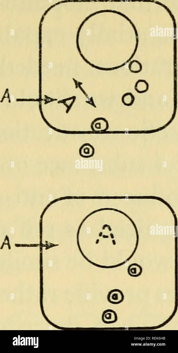 Clonal selection theory hi-res stock photography and images - Alamy