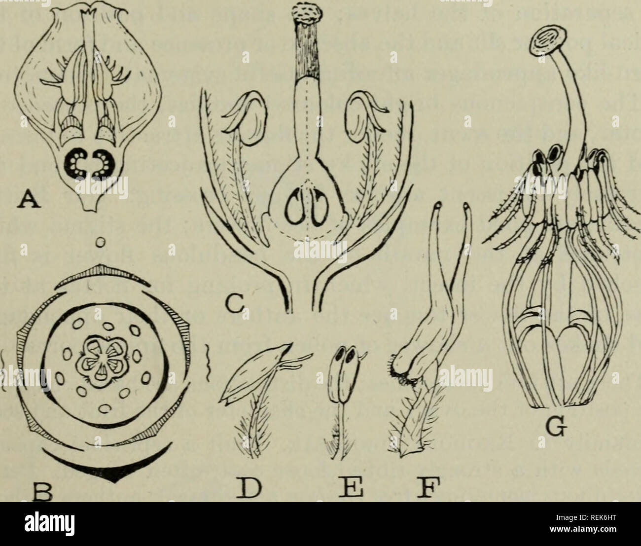 Water storing tissue hi-res stock photography and images - Alamy