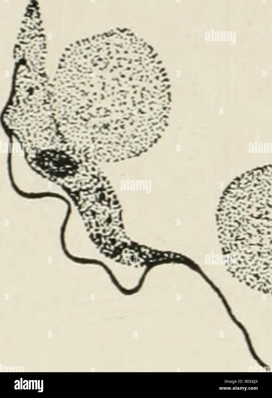 polymorphs and lymphocytes
