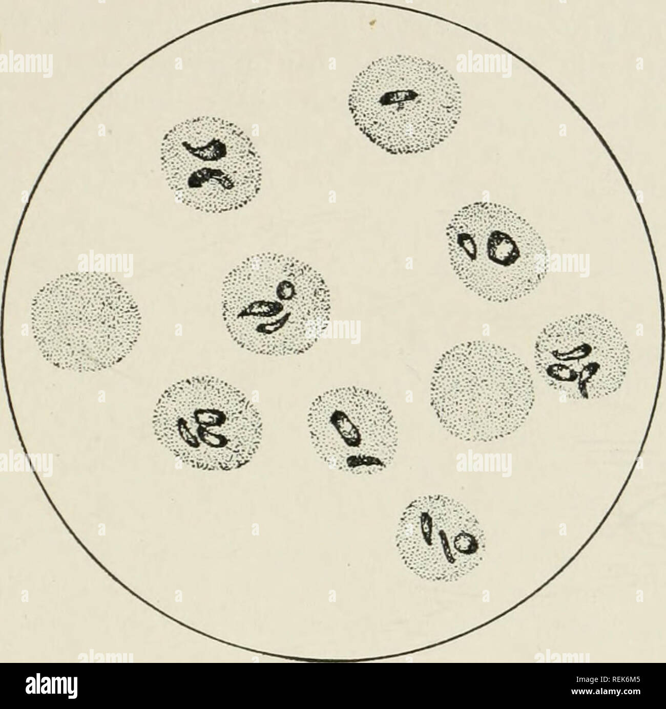 Theileria parva hi-res stock photography and images - Alamy