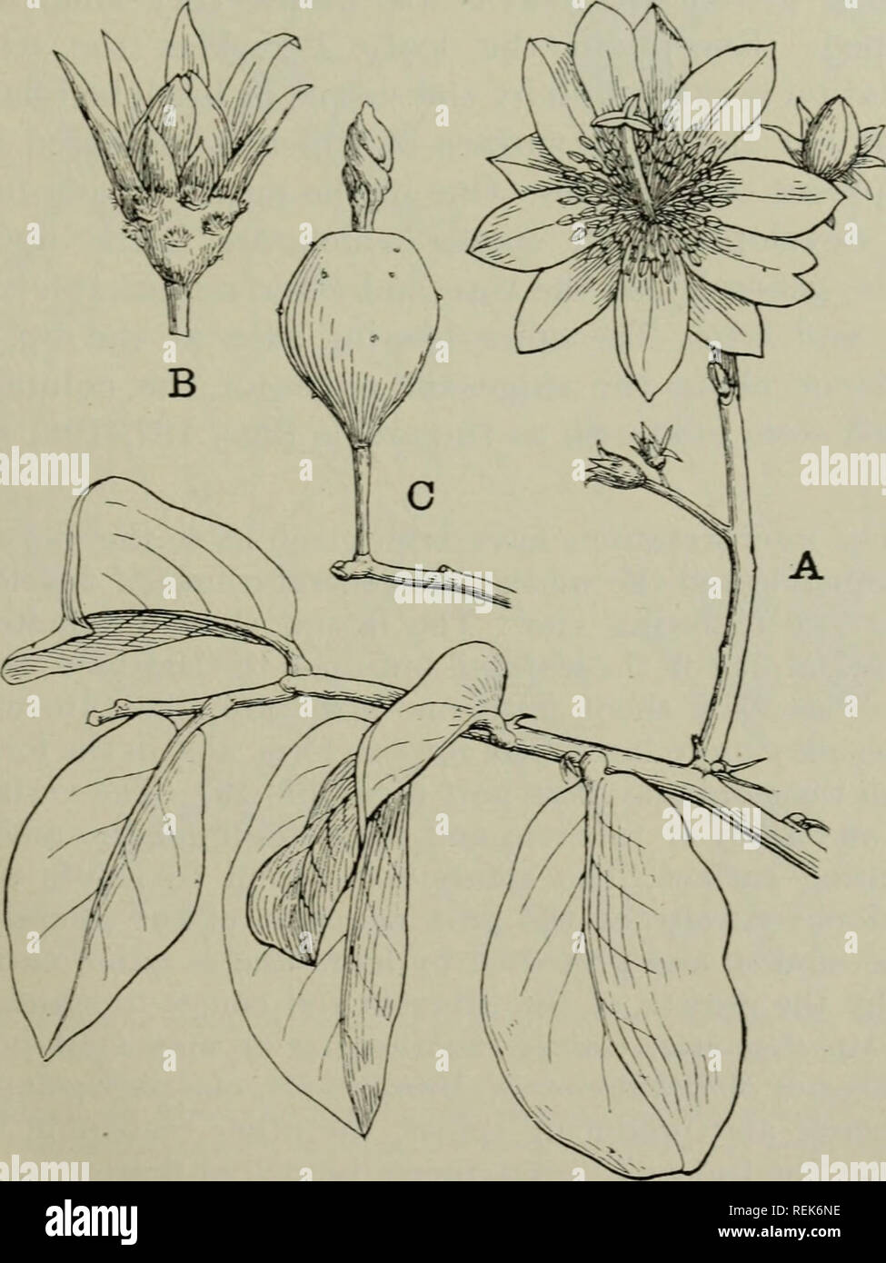 . The classification of flowering plants. Plants. CACTACEAE 31)7 ...