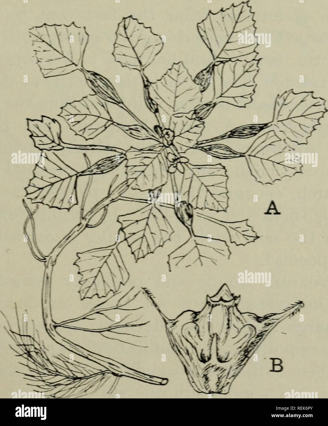 . The classification of flowering plants. Plants. ONAGRACEAE 387 ...