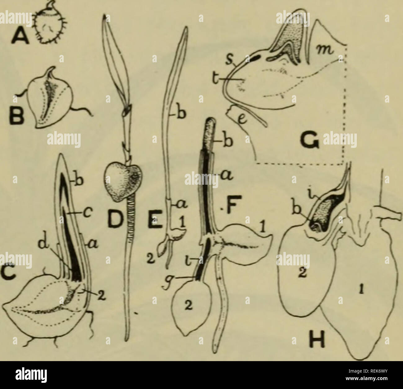 . The classification of flowering plants. Plants. V] ORCHIDACEAE 347 ...