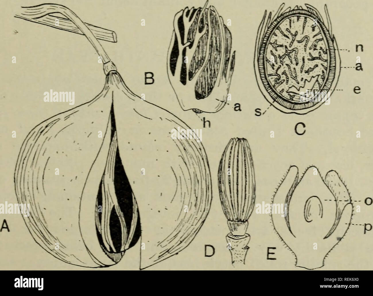 . The classification of flowering plants. Plants. ANNONACEAE 131 The ...