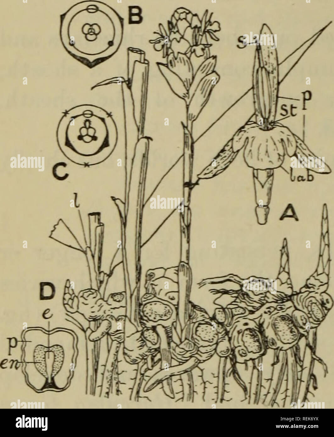 Leafy bract hi-res stock photography and images - Alamy