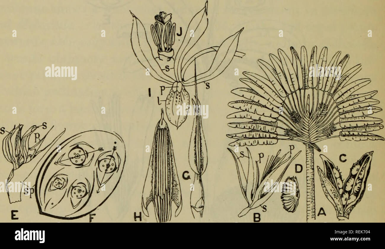 Ravenala seed hi-res stock photography and images - Alamy