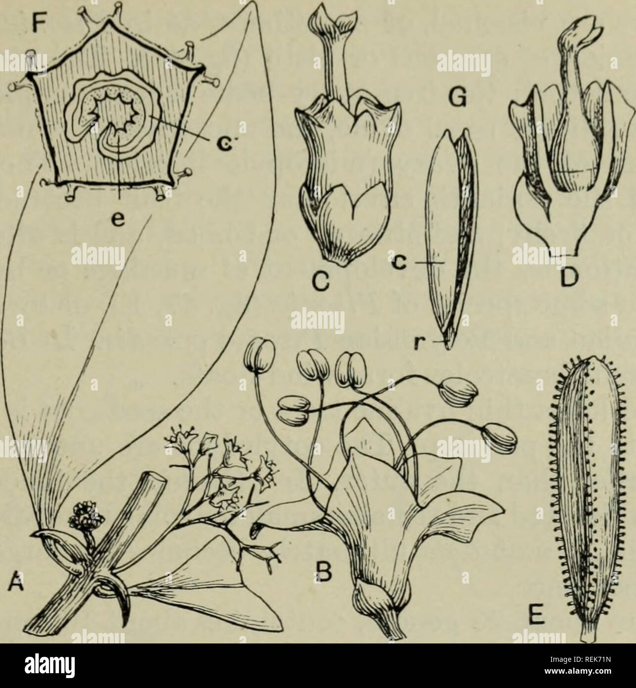 Flowering leaf axils hi-res stock photography and images - Alamy