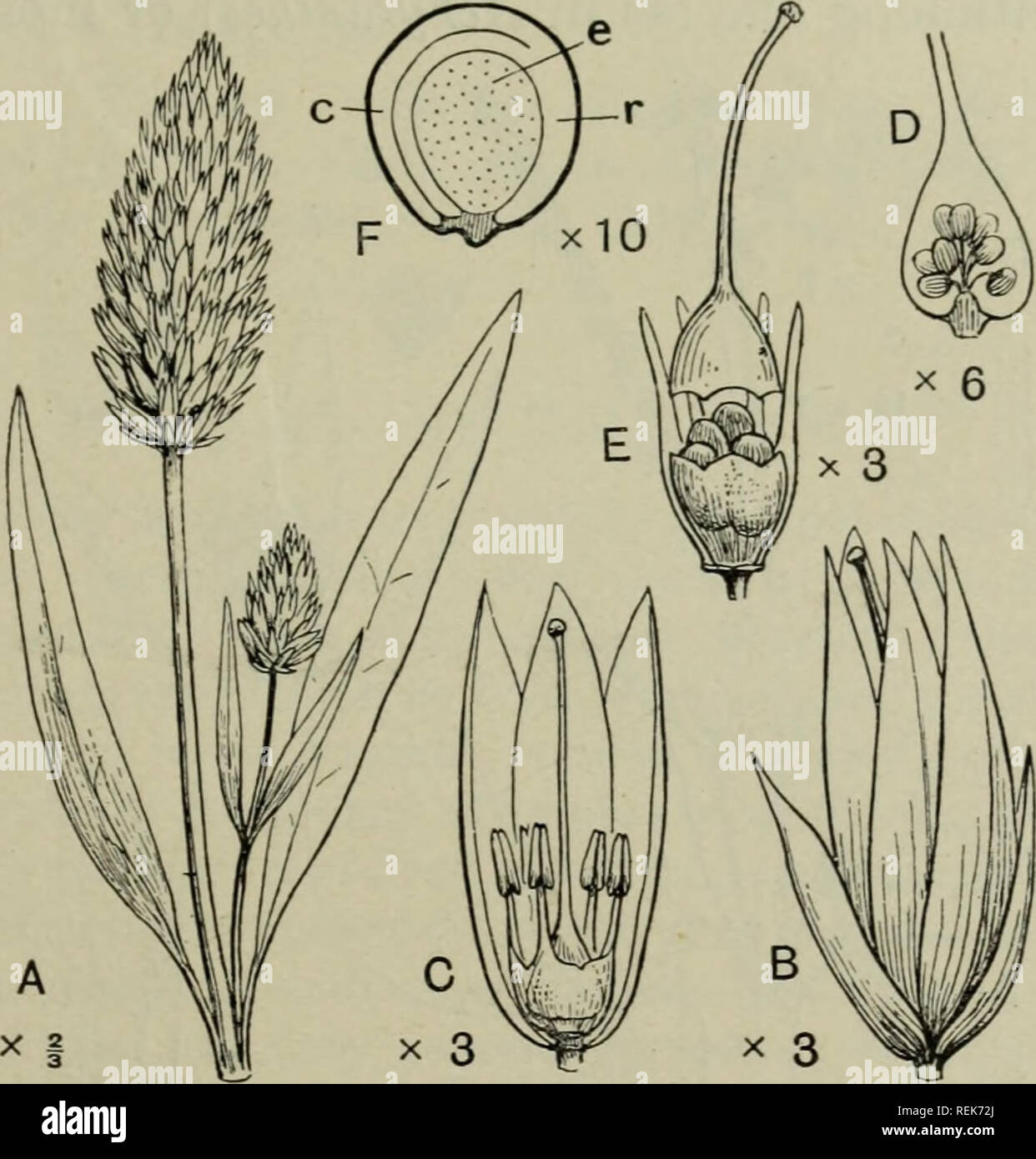 . The classification of flowering plants. Plants. AMARANTACEAE 103 ...