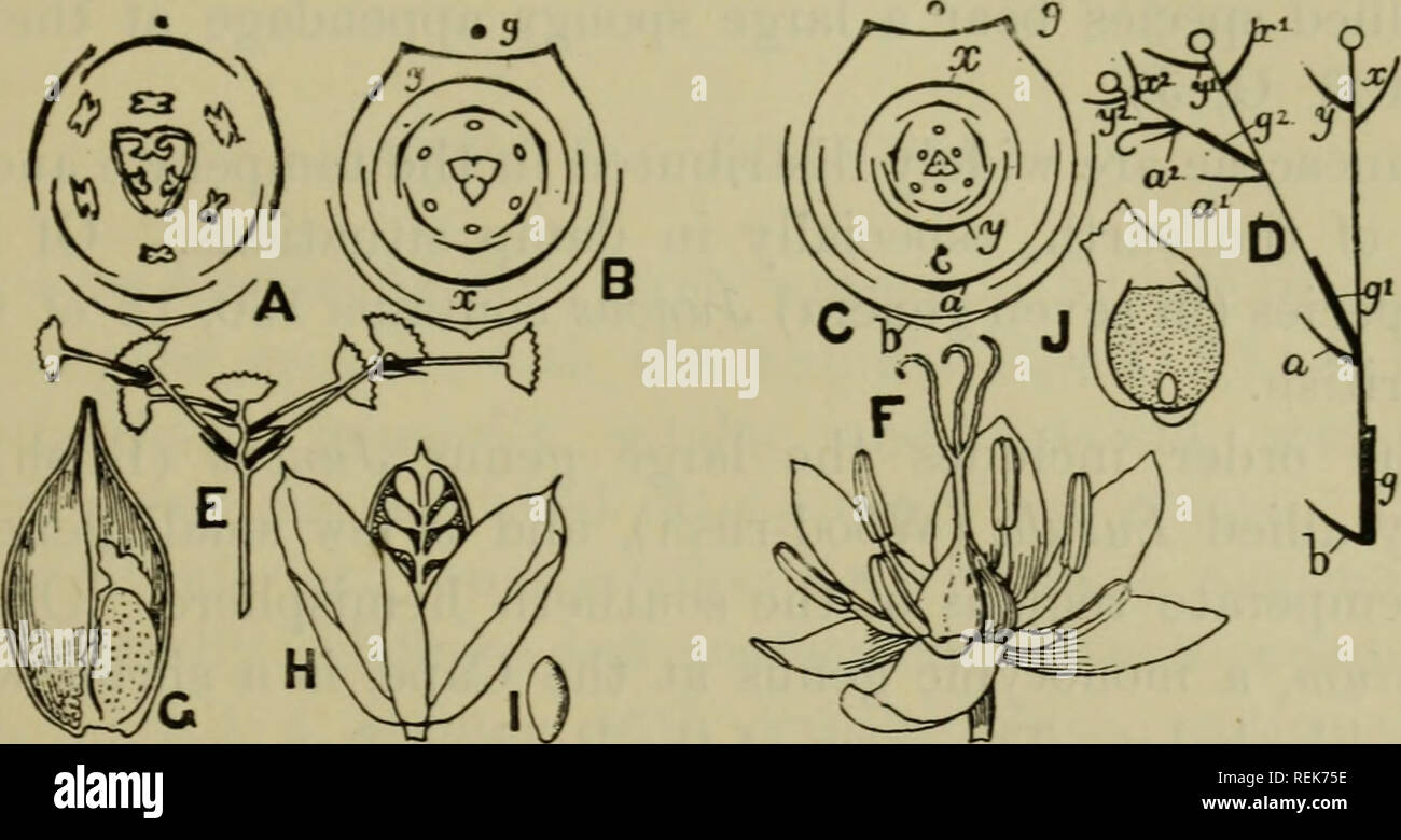 . The classification of flowering plants. Plants. V] JUNCACEAE 285 the ...