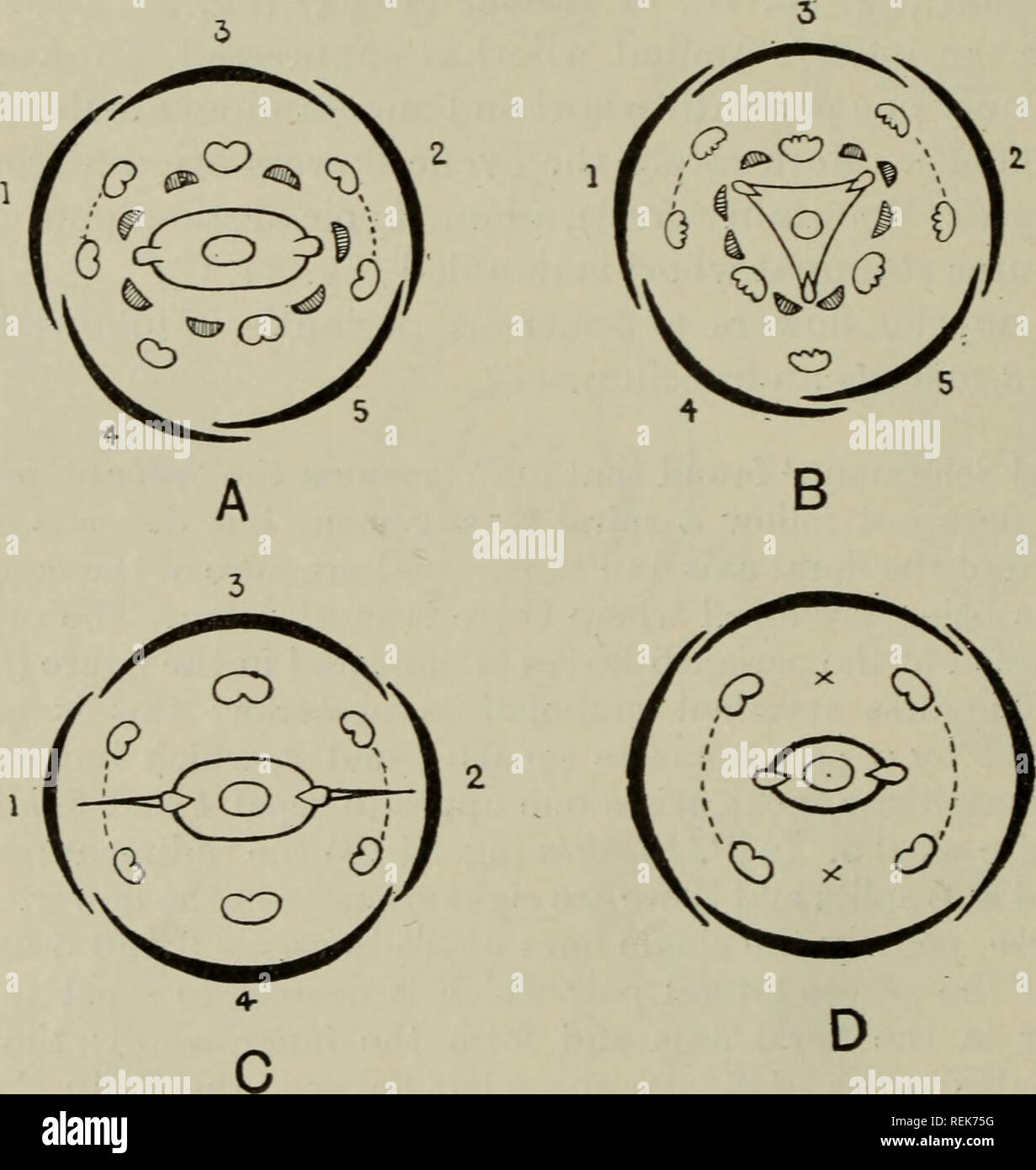 . The classification of flowering plants. Plants. 84 FLOWERING PLANTS ...