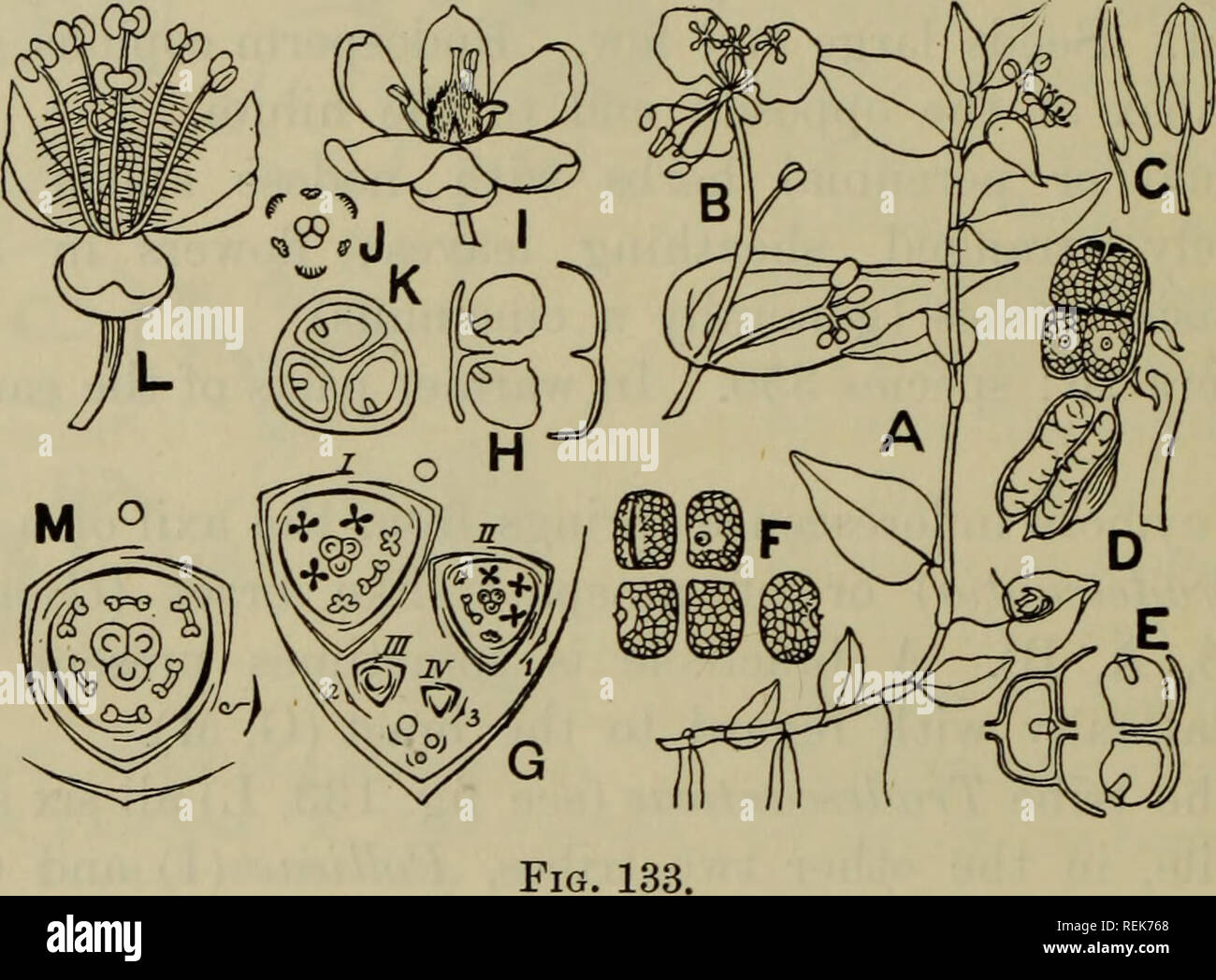 Palisota hi-res stock photography and images - Alamy