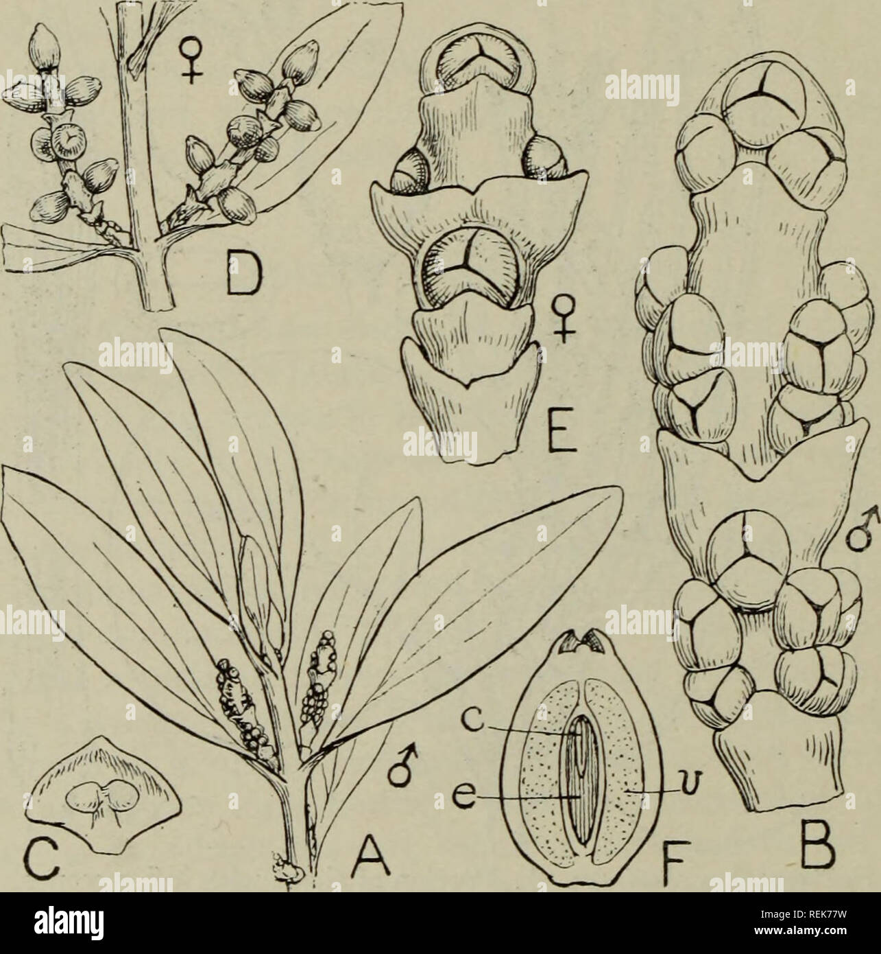 . The classification of flowering plants. Plants. 68 FLOWERING PLANTS ...