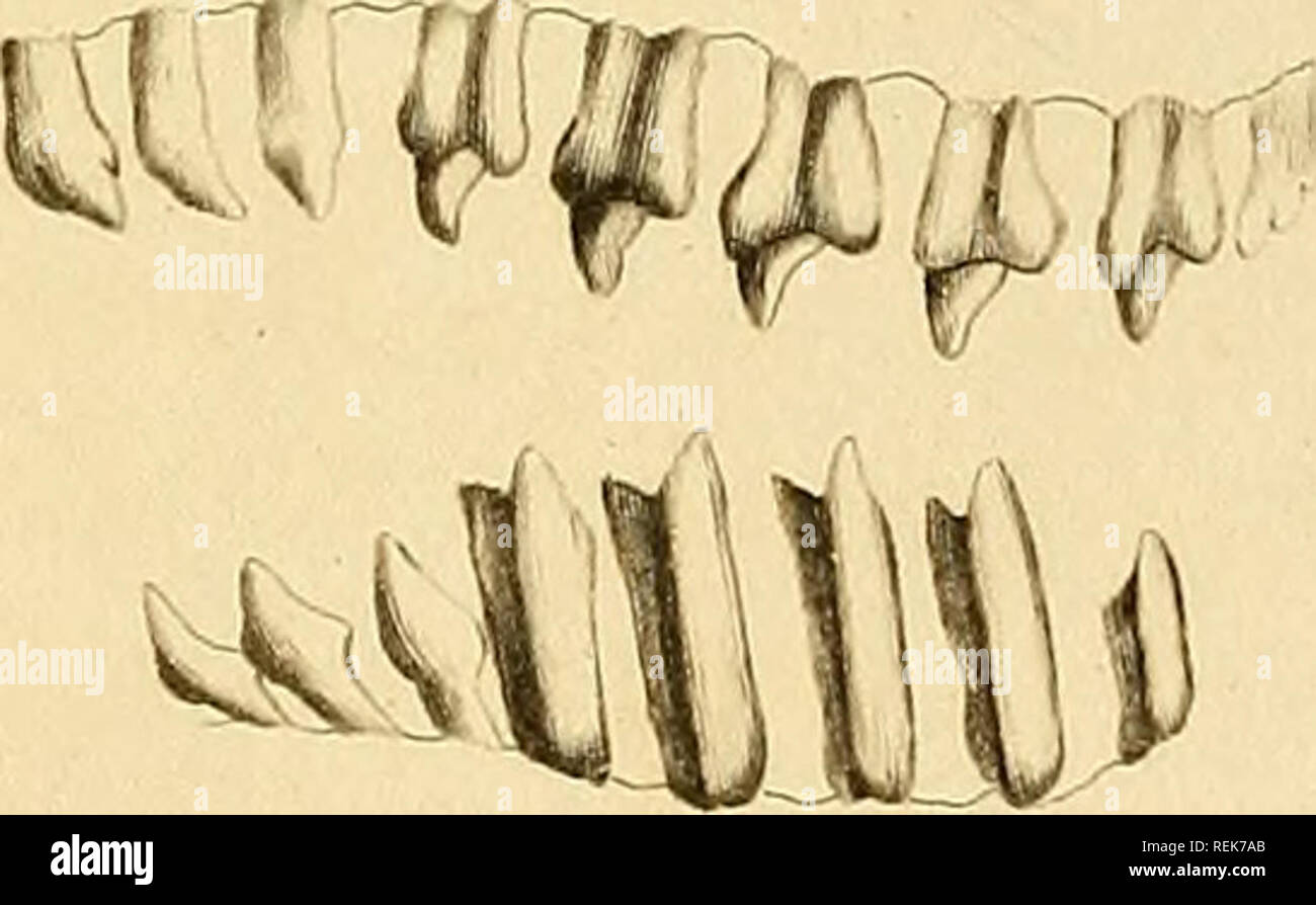 Shrew teeth hi-res stock photography and images - Alamy