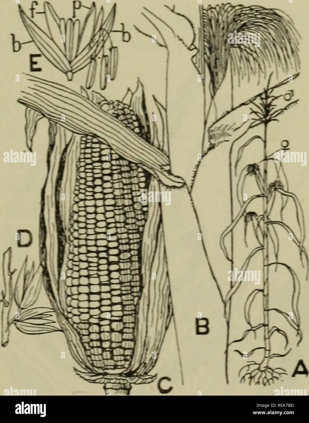Terminal panicle hi-res stock photography and images - Alamy