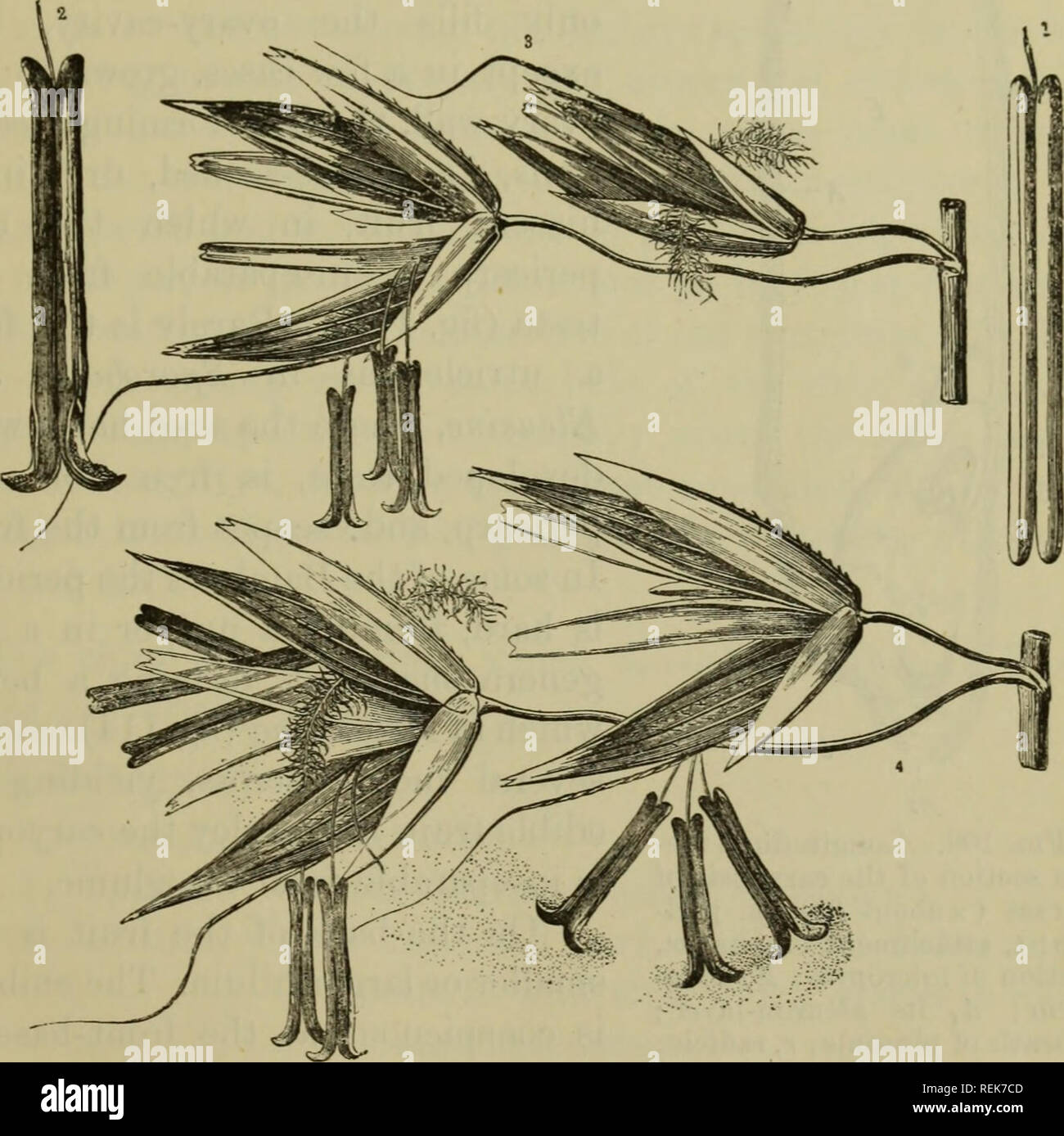 Protogynous flowering hi-res stock photography and images - Alamy