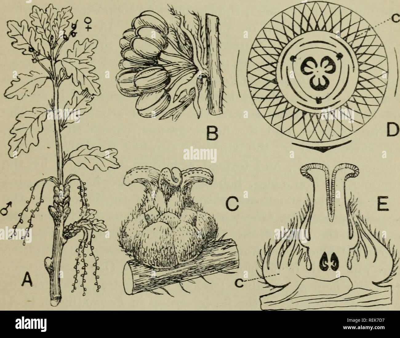 . The classification of flowering plants. Plants. FAGACEAE 31 on ...