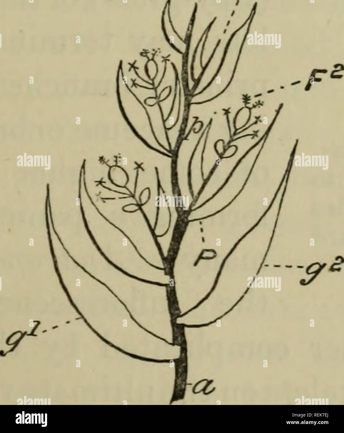 . The classification of flowering plants. Plants. Fig. 96. Dactylis ...