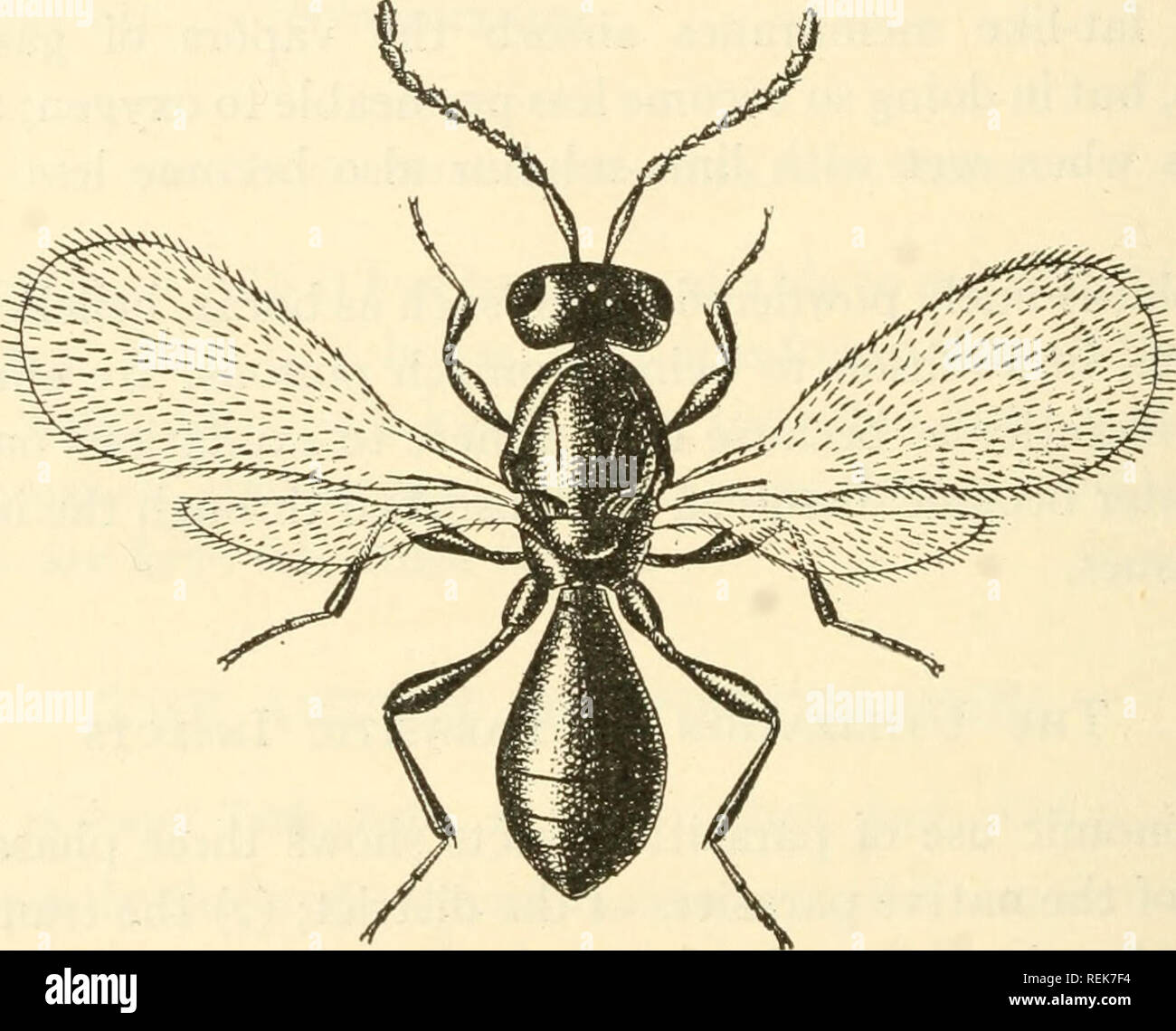 Novius cardinalis hi-res stock photography and images - Alamy