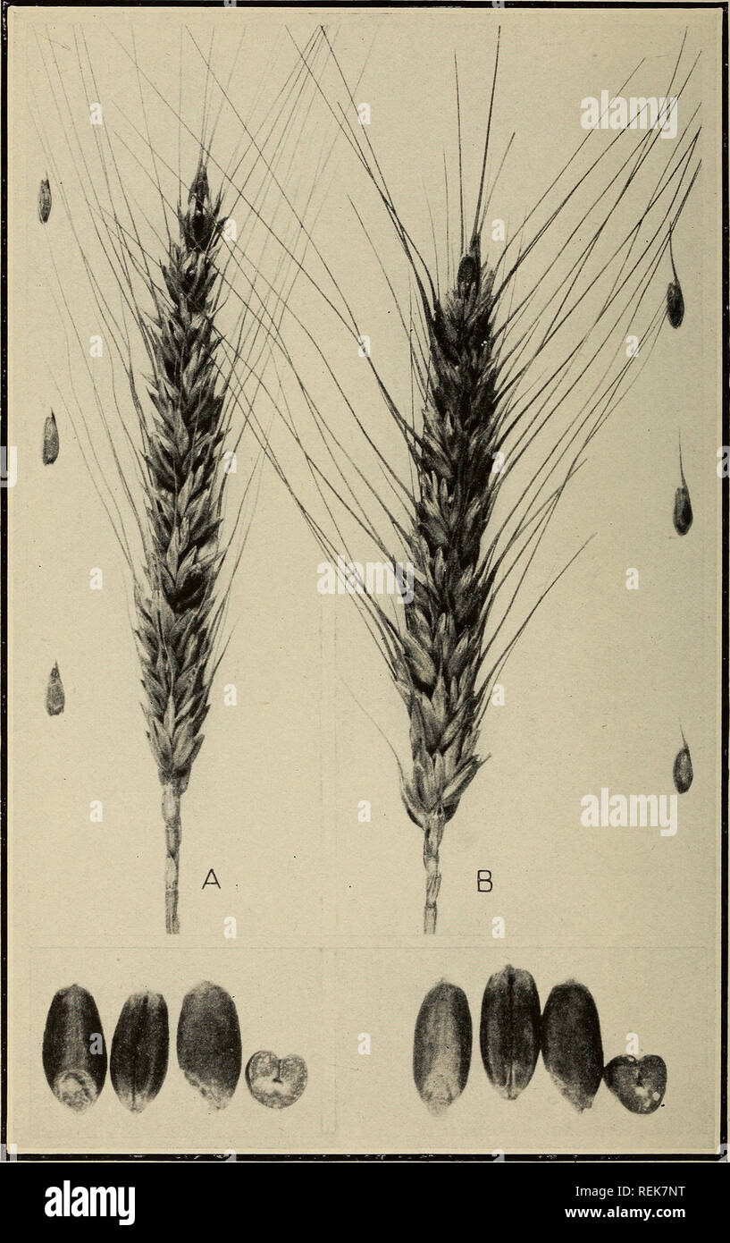 . Classification of American wheat varieties. Wheat; Wheat. Bui. 1074 ...