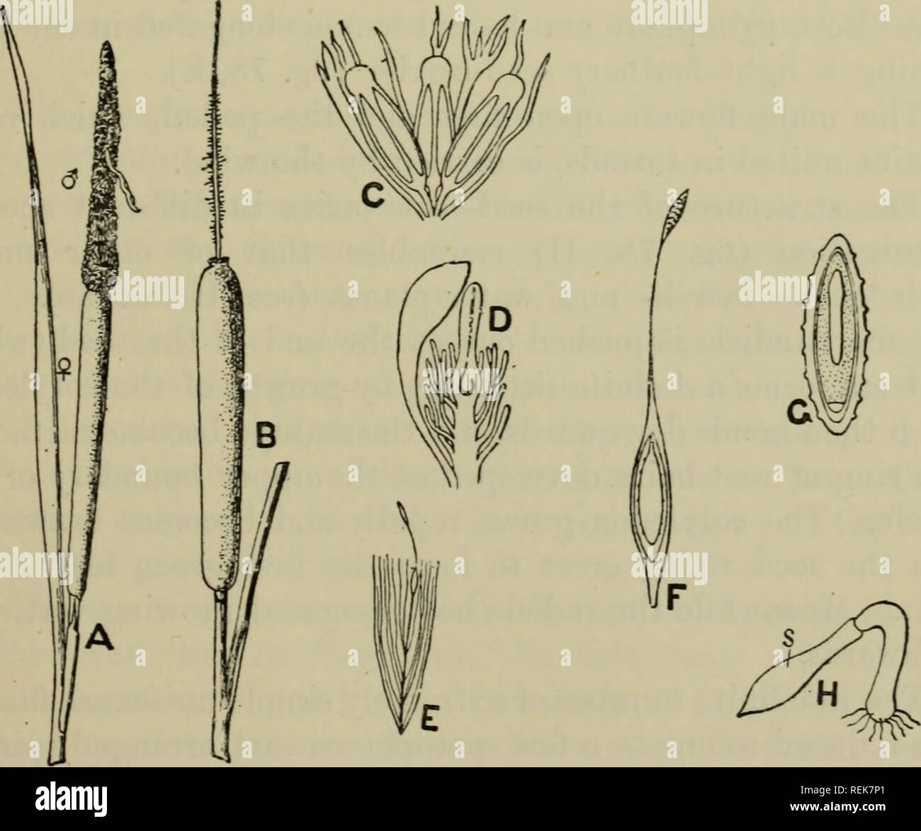 . The classification of flowering plants. Plants. TYPHACEAE 189 which ...