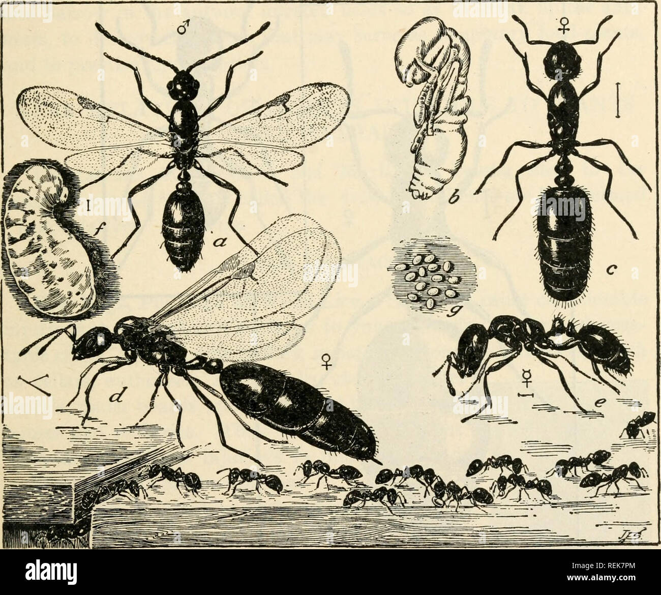 . Class book of economic entomology. Insects, Injurious and beneficial ...