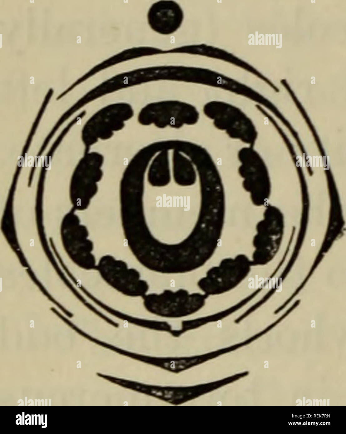 . The classification of flowering plants. Plants. 144 FLOWERING PLANTS ...