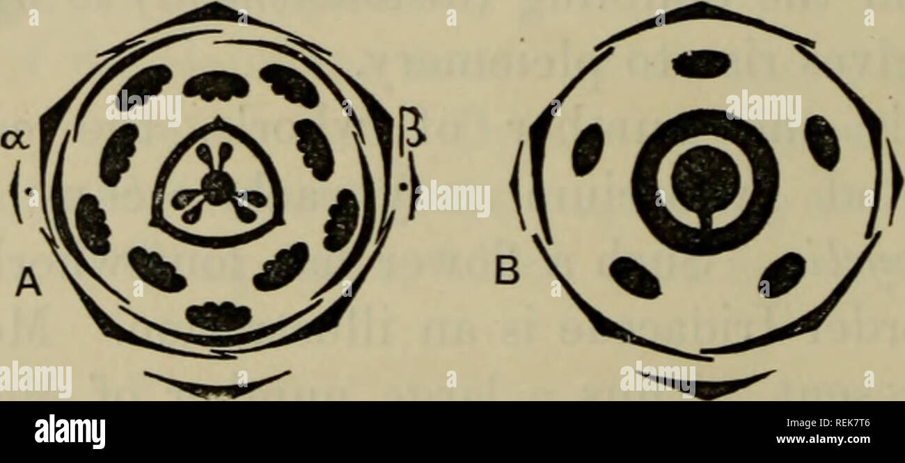 Androecium and gynoecium hi-res stock photography and images - Alamy