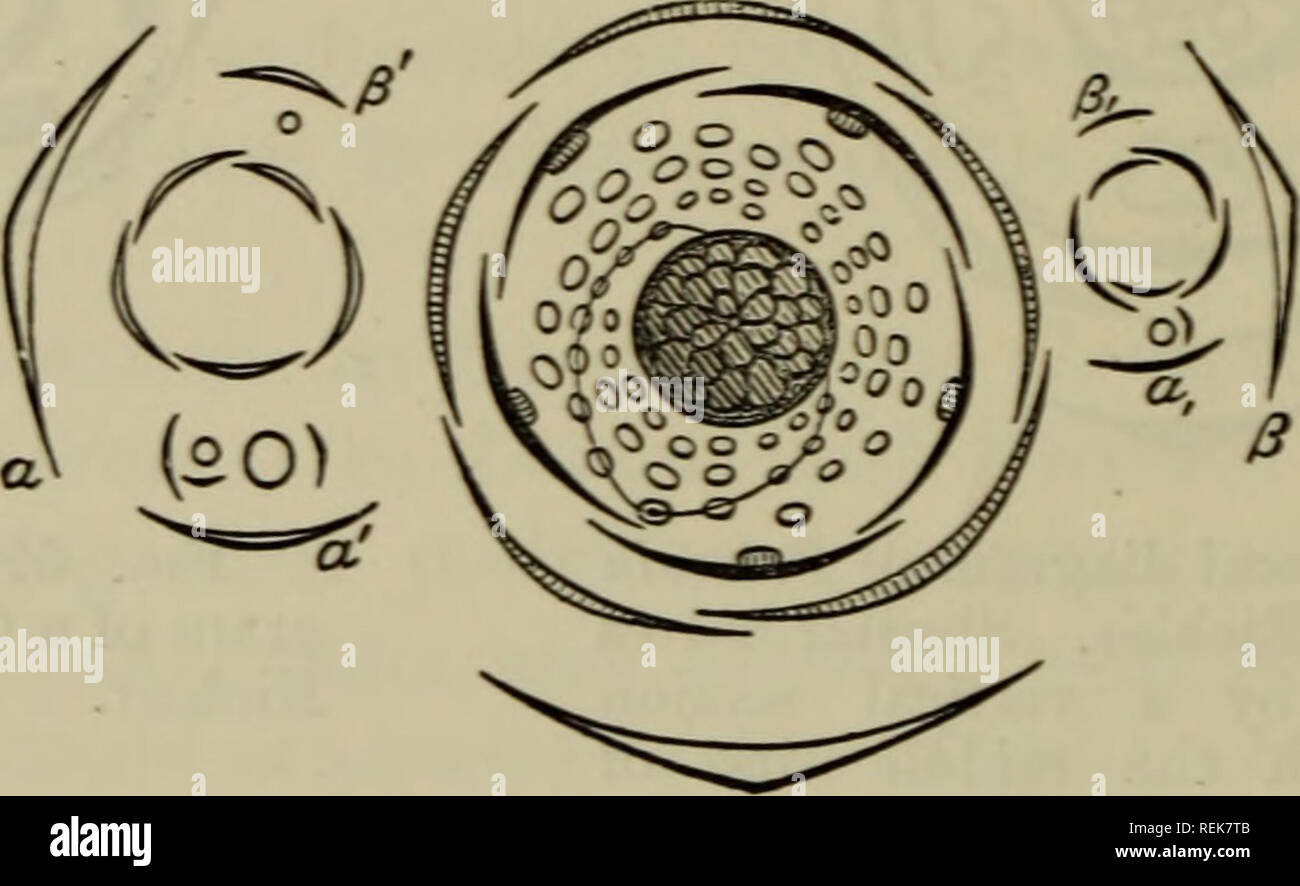 . The classification of flowering plants. Plants. 138 FLOWERING PLANTS ...